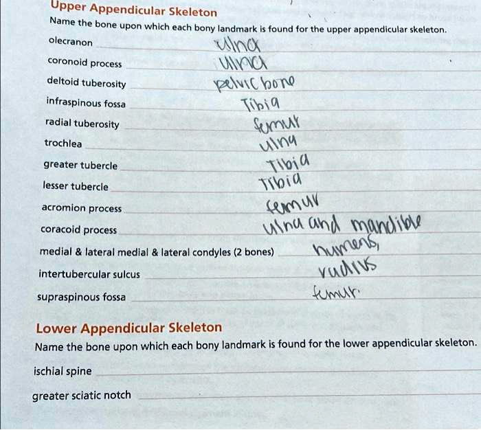 Upper Appendicular Skeleton Name the bone upon which each bony landmark ...