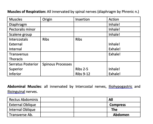 SOLVED: Muscles of Respiration: All innervated by spinal nerves ...