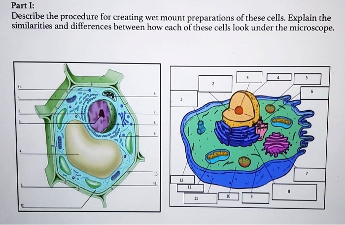 part i describe the procedure for creating wet mount preparations ...