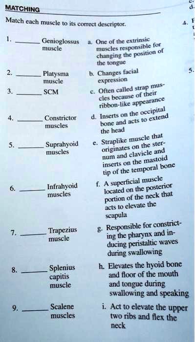 MATCHING Match each muscle to its correct descriptor. 1. Genioglossus ...