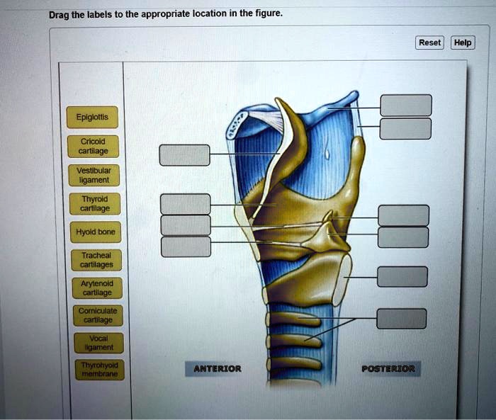 SOLVED: Drag the labels to the appropriate locations in the figure ...