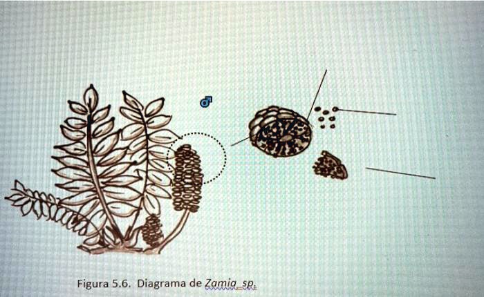 SOLVED: diagram of Zamia sp. name the parts