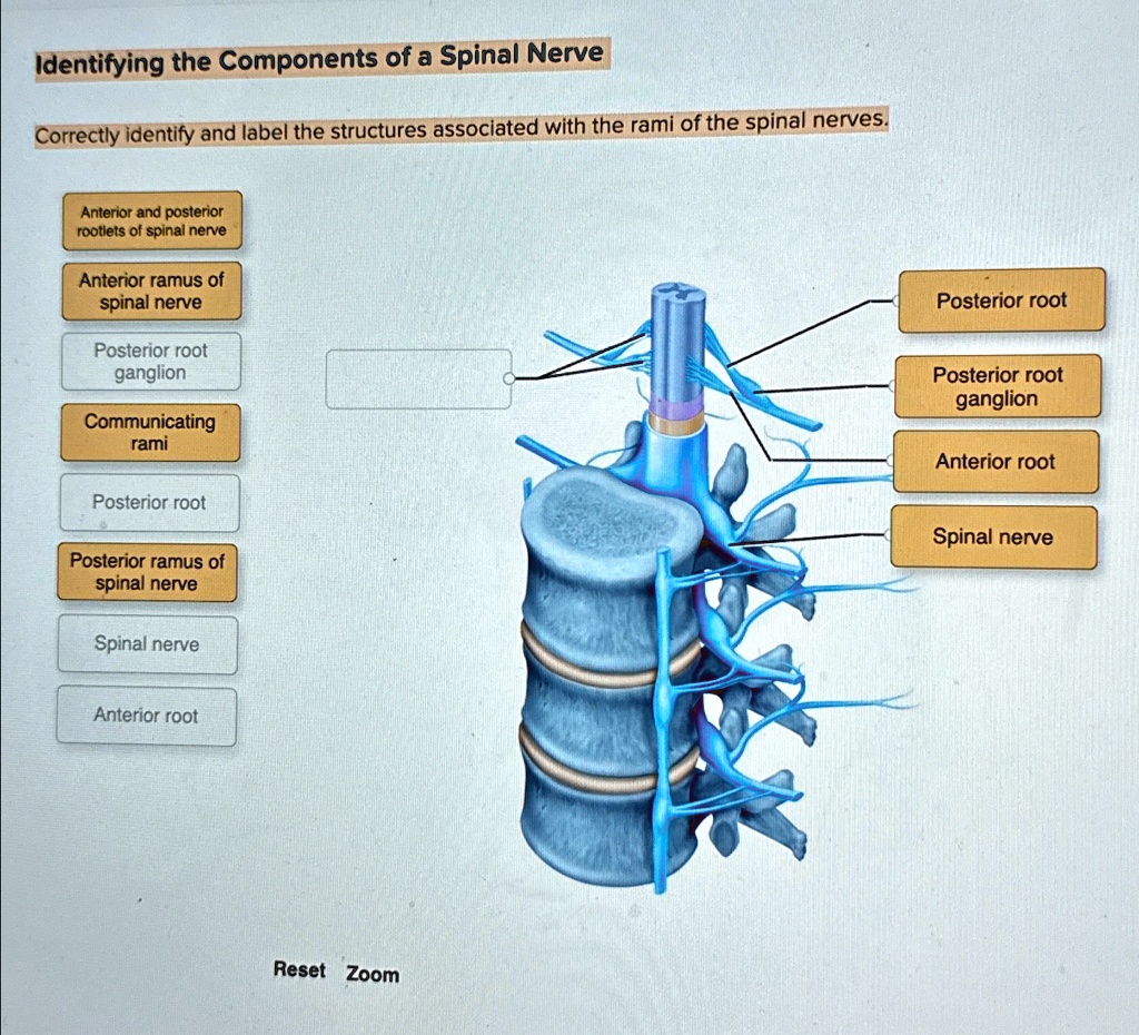 Identifying the Components of a Spinal Nerve Correctly identify and ...