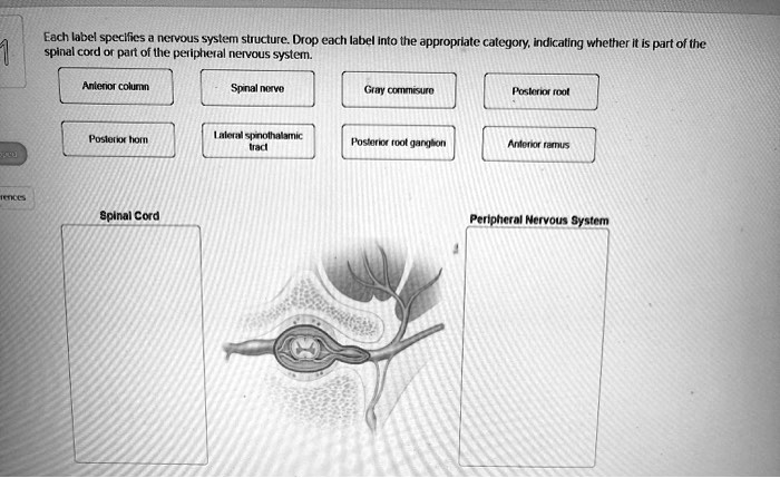 Each label specifies a nervous system structure. Drop each label into ...