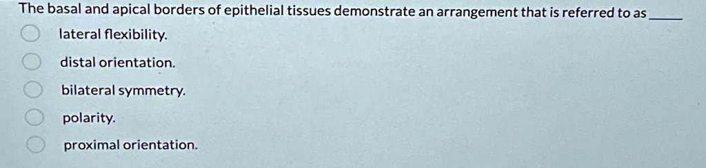 The basal and apical borders of epithelial tissues demonstrate an ...