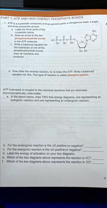and three phosphate groups label the three parts of the nucleotide ...