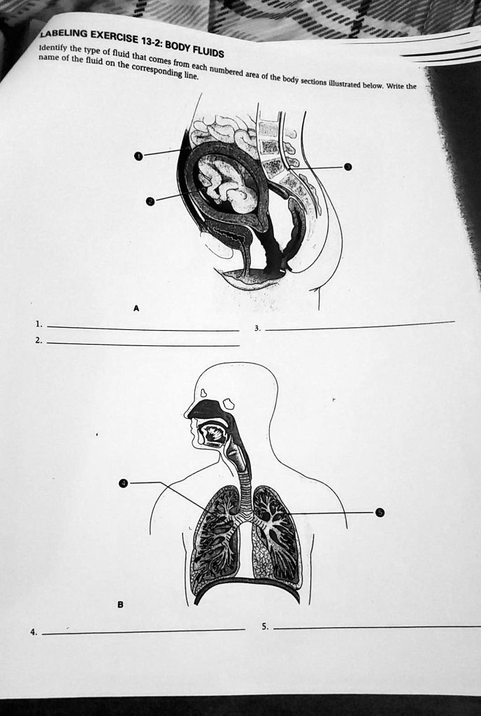 labeling exercise 13 2 body identify the type of fluid that fluids name ...