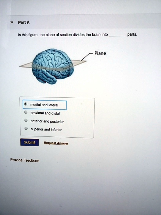 ? Part A In this figure, the plane of section divides the brain into ...