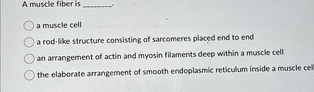 a muscle fiber is a muscle cell a rod like structure consisting of ...