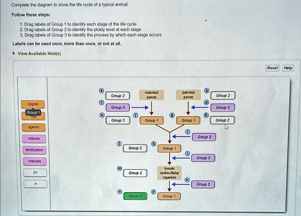 SOLVED: Complete the diagram to show the life cycle of a typical animal ...