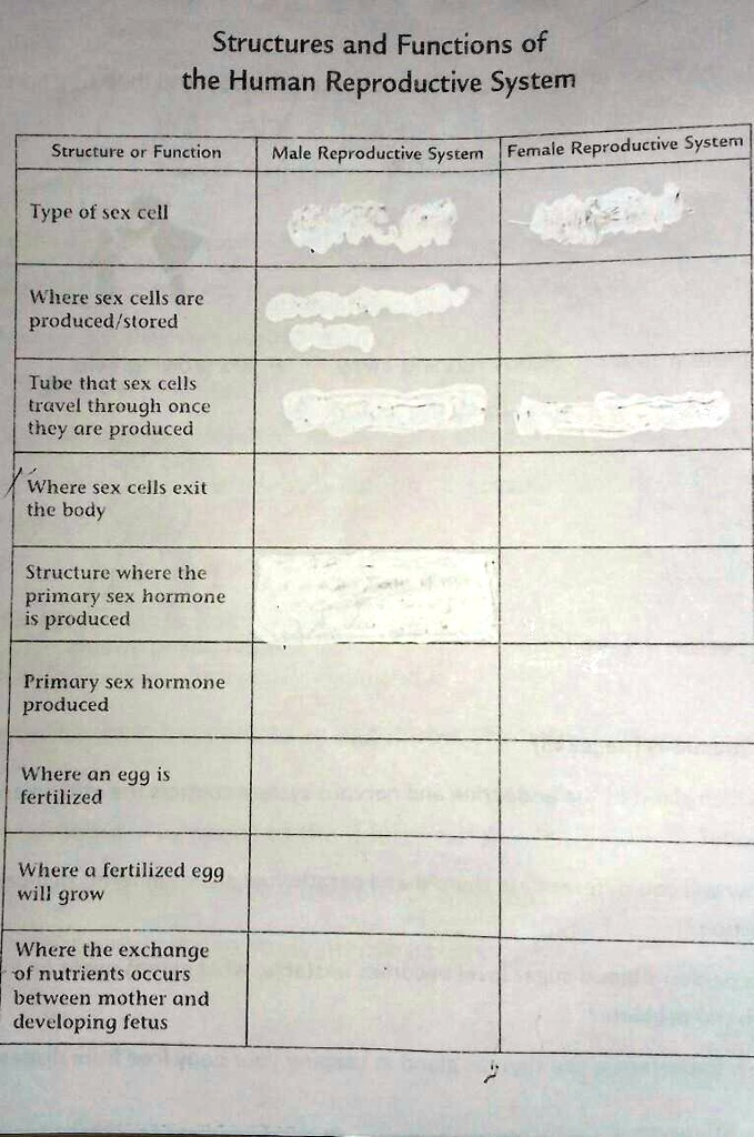 Structures and Functions of the Human Reproductive...