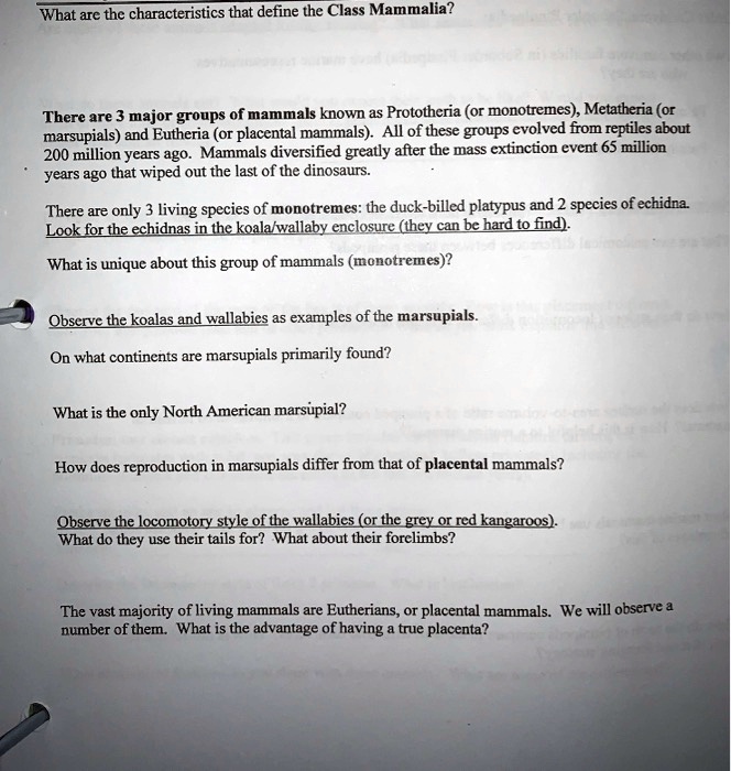 SOLVED: What are the characteristics that define the Class Mammalia ...