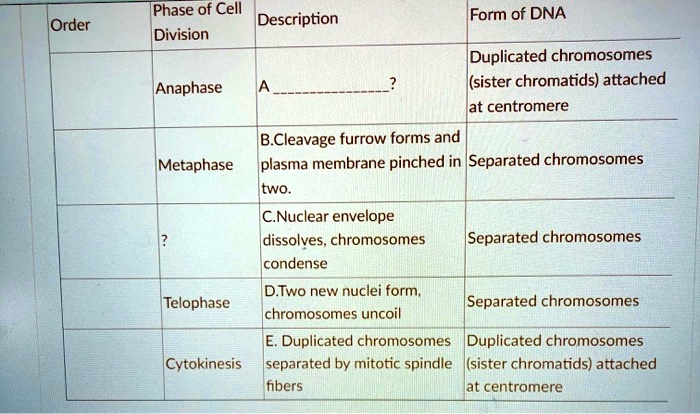 Order Phase of Cell Division Description Form of DNA Anaphase A ...