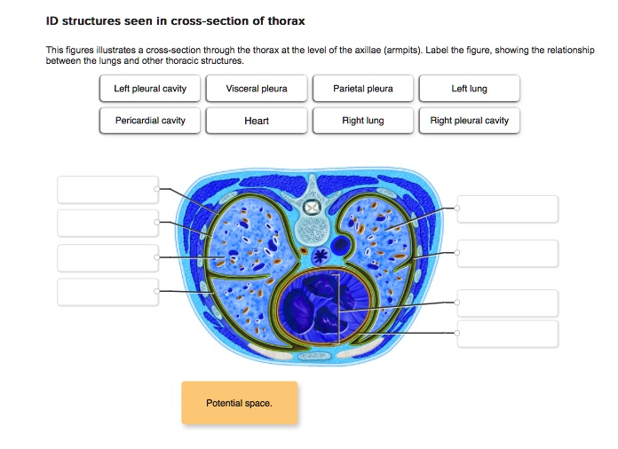 ID structures seen in cross-section of thorax This figures illustrates ...