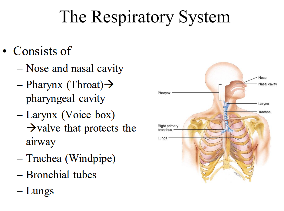 The Respiratory System - Consists of - Nose and nasal cavity - Pharynx ...