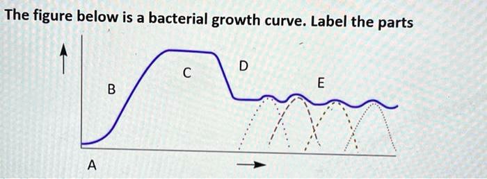 SOLVED: The figure below is a bacterial growth curve. Label the parts