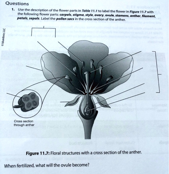 SOLVED: Questions Use the description of the flower parts in Table 11.1 ...