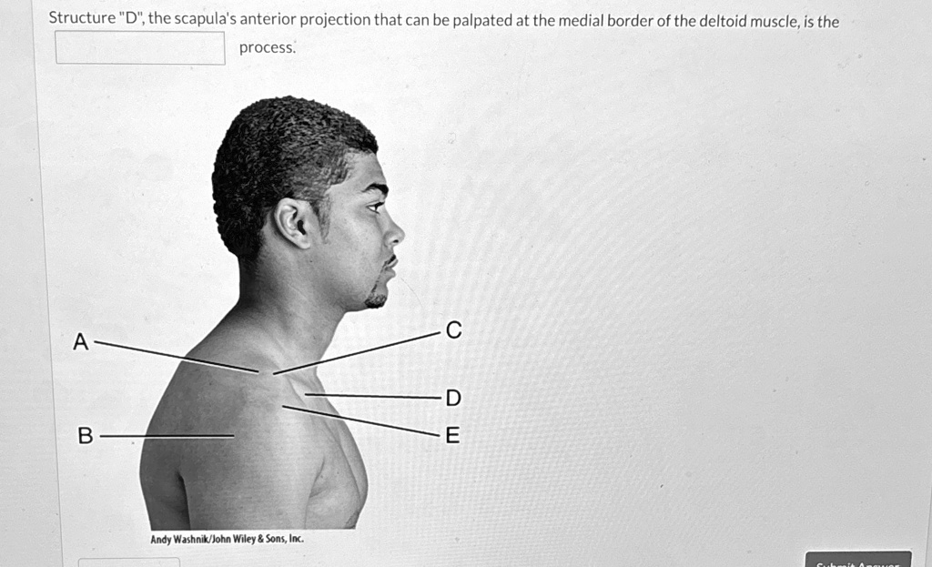 structure d the scapulas anterior projection that can be palpated at ...