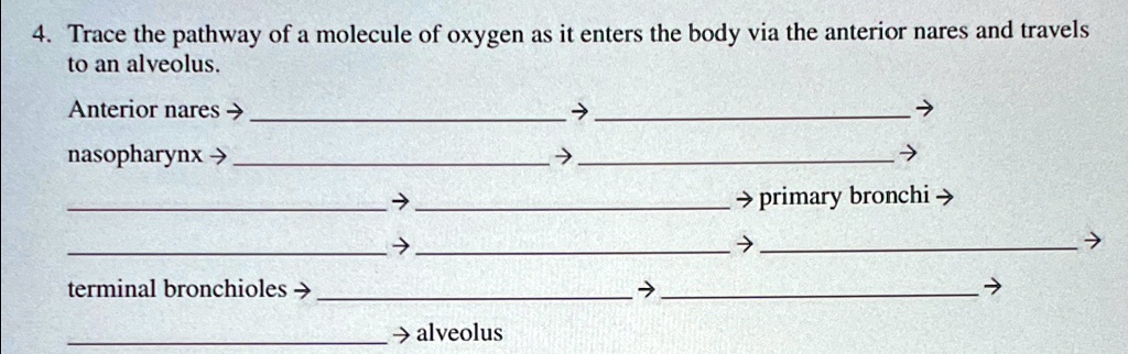 Trace the pathway of a molecule of oxygen as it enters the body via the ...