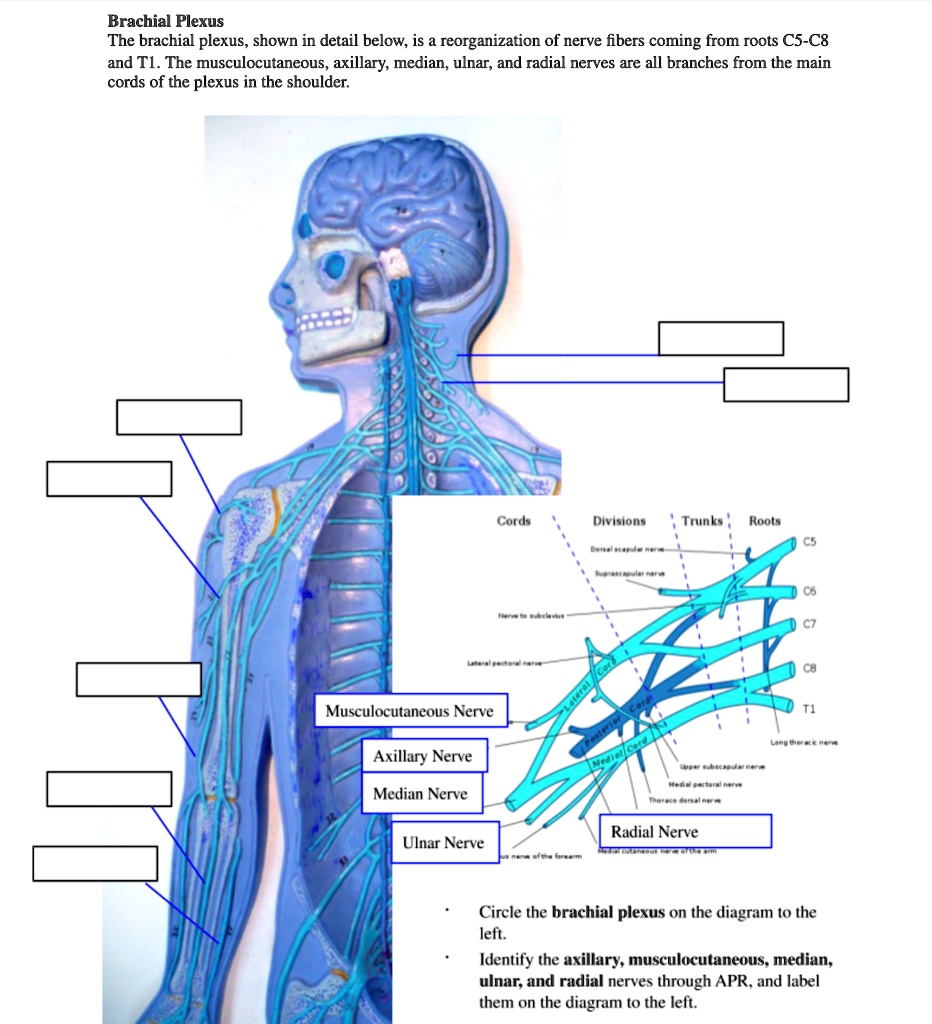 Brachial Plexus The brachial plexus, shown in detail below, is a ...