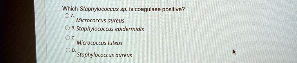 Which Staphylococcus sp. is coagulase positive? A. Micrococcus aureus B ...
