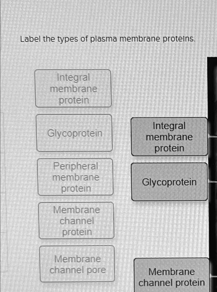 Label the types of plasma membrane proteins. Integral membrane protein Integral membrane protein ...