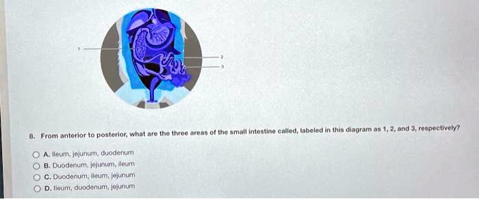 8. From anterior to posterior, what are the three areas of the small ...