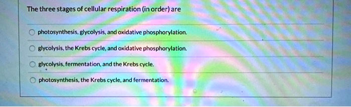 SOLVED: The three stages of cellular respiration (in order) are ...