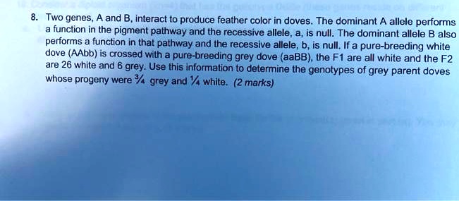 SOLVED: Two genes, A and B, interact to produce feather color in doves ...