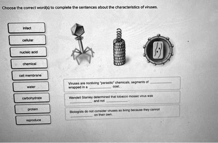 SOLVED: Choose the correct word(s) to complete the sentences about the ...
