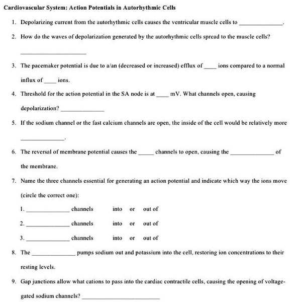 Cardiovascular System: Action Potentials in Autorhythmic Cells 1 ...