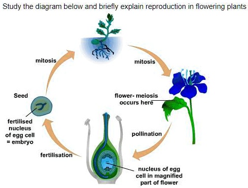 Study the diagram below and briefly explain reproduction in flowering ...