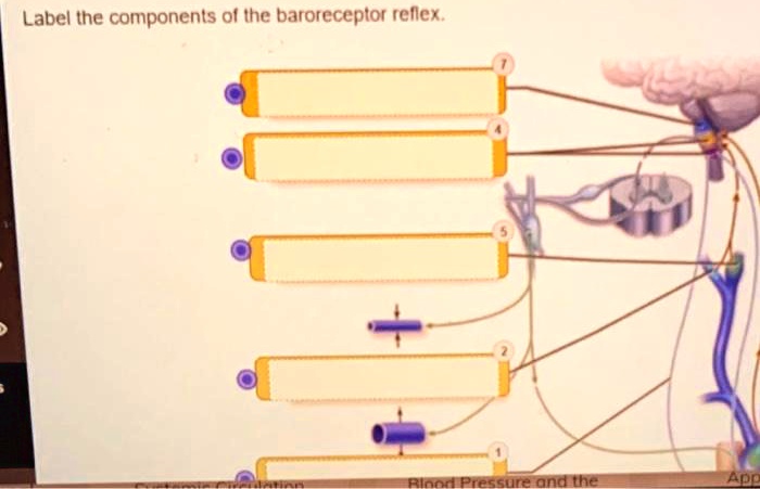 SOLVED: Label the components of the baroreceptor reflex