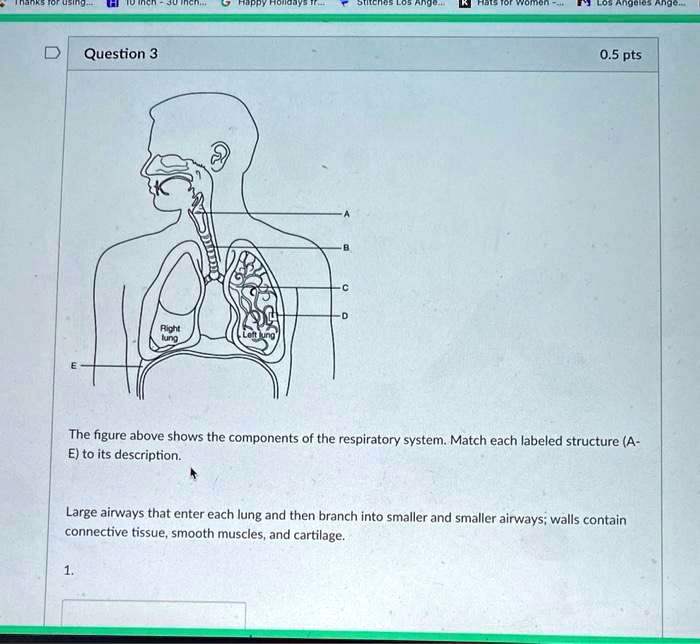 Question 3 0.5 pts The figure above shows the components of the ...
