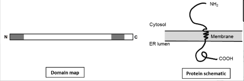 N Domain map C Cytosol ER lumen Membrane Protein schematic NH2 COOH