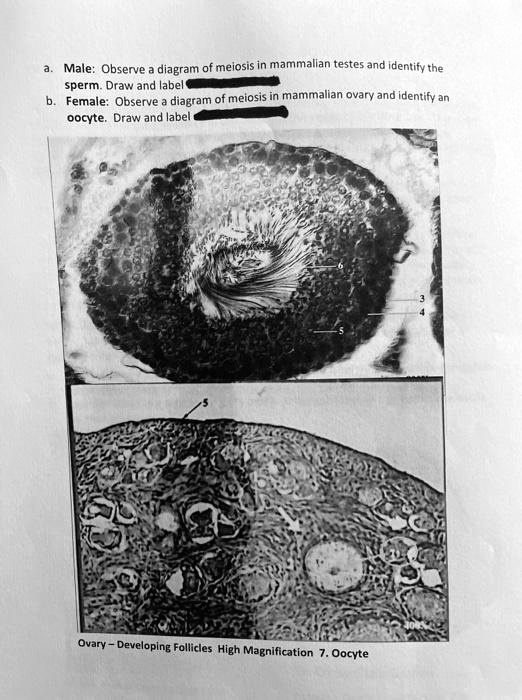 SOLVED: Male: Observe diagram of meiosis in mammalian testes and ... SOLVED: Male: Observe diagram of meiosis in mammalian testes and ...