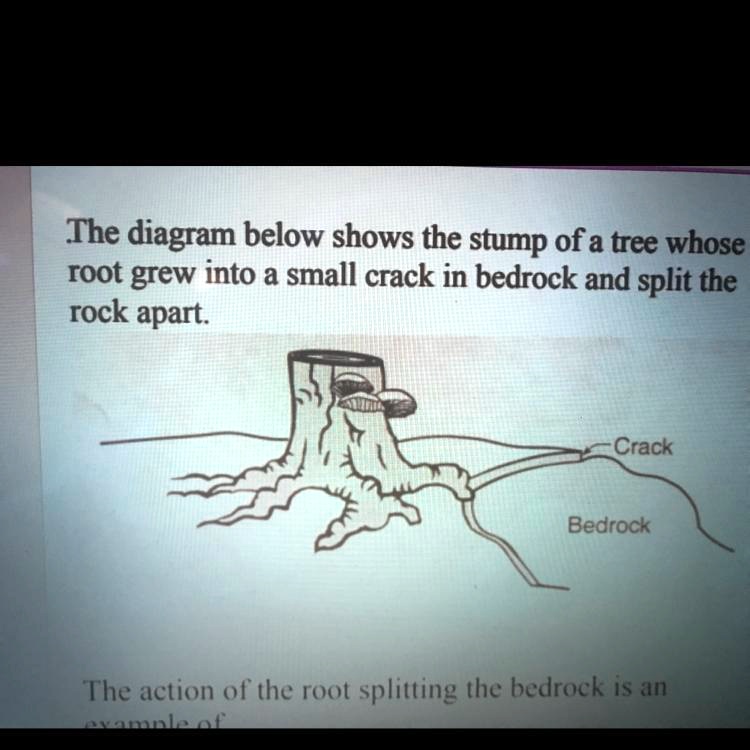 SOLVED: 'The diagram below shows the stump of a tree whose root grew ...