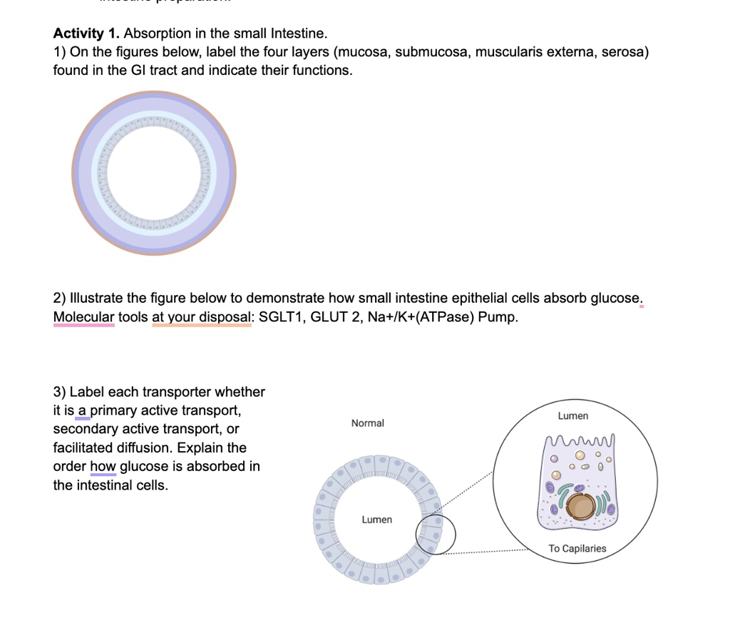 Activity 1. Absorption in the small Intestine. 1) On the figures below ...