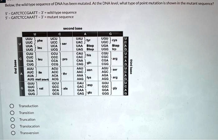 SOLVED:Bclow:; the wild typc sequence of DNA has been mutated Atthc DNA ...