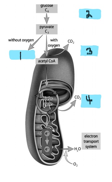 SOLVED: Using the diagram above, fill in the chart below for a summary ...