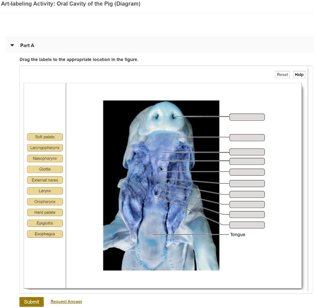 SOLVED: Art-labeling Activity: Oral Cavity of the Pig (Diagram) Part A ...