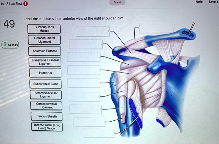 Saved Help Save Unit 3 Lab Test 1 Label the structures in an anterior ...
