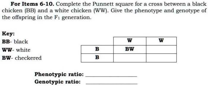 SOLVED: For Items 6-10, complete the Punnett square for a cross between ...