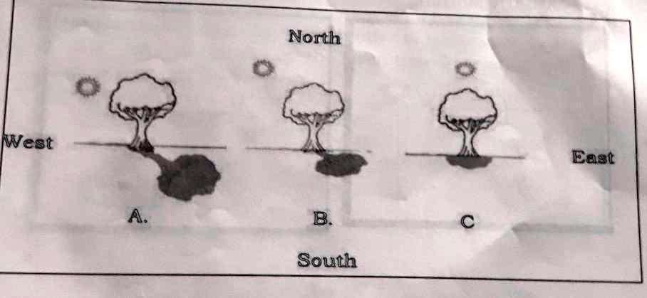 SOLVED: 1. What can you say about the shadow of each tree? 2. Look at ...