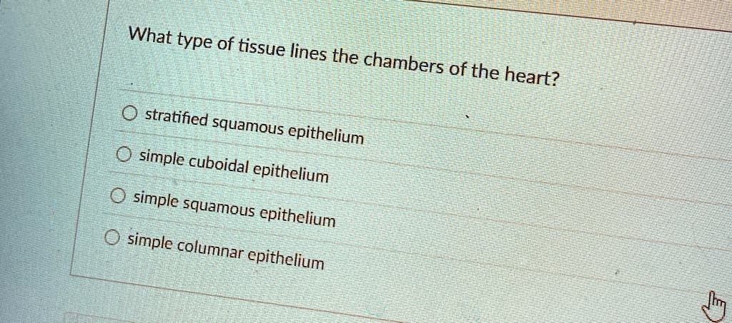 what type of tissue lines the chambers of the heart o stratified ...