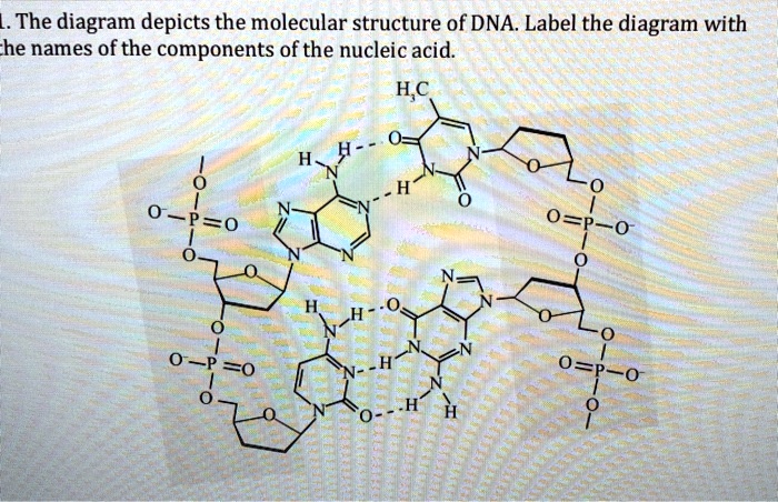SOLVED: The diagram depicts the molecular structure of DNA Label the ...