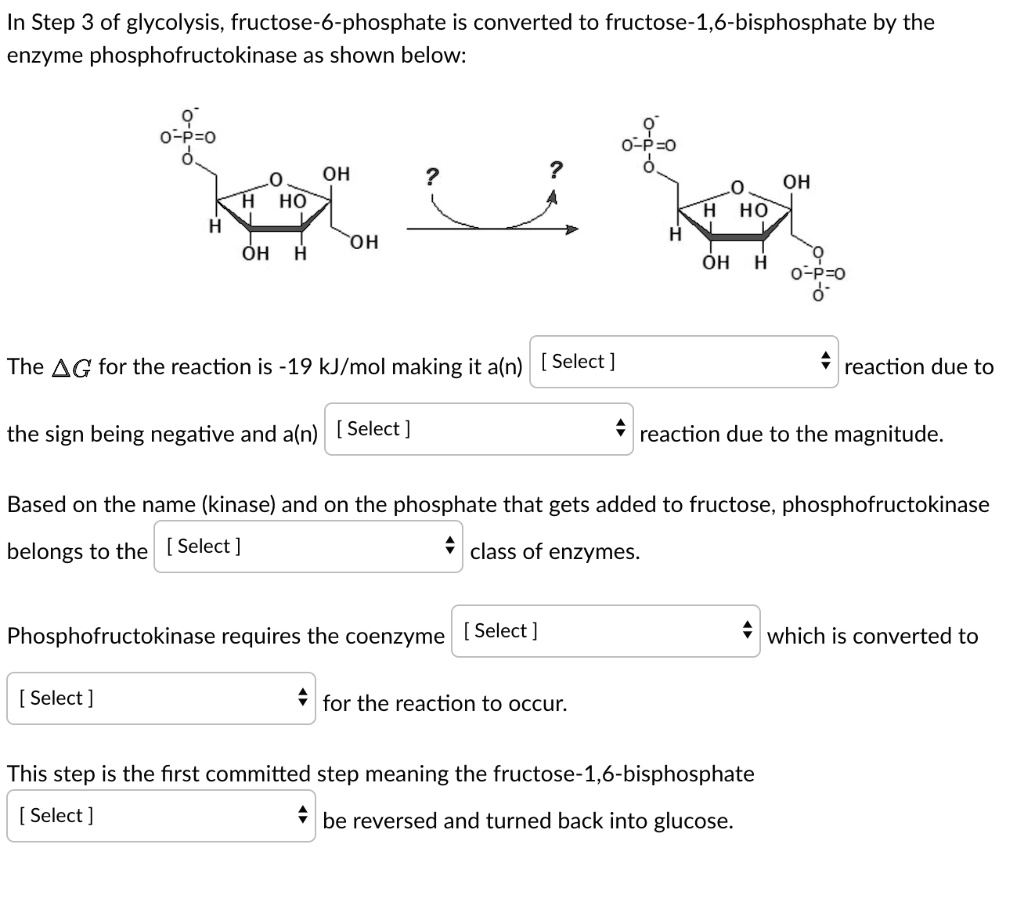 In Step 3 of glycolysis, fructose-6-phosphate is converted to fructose ...