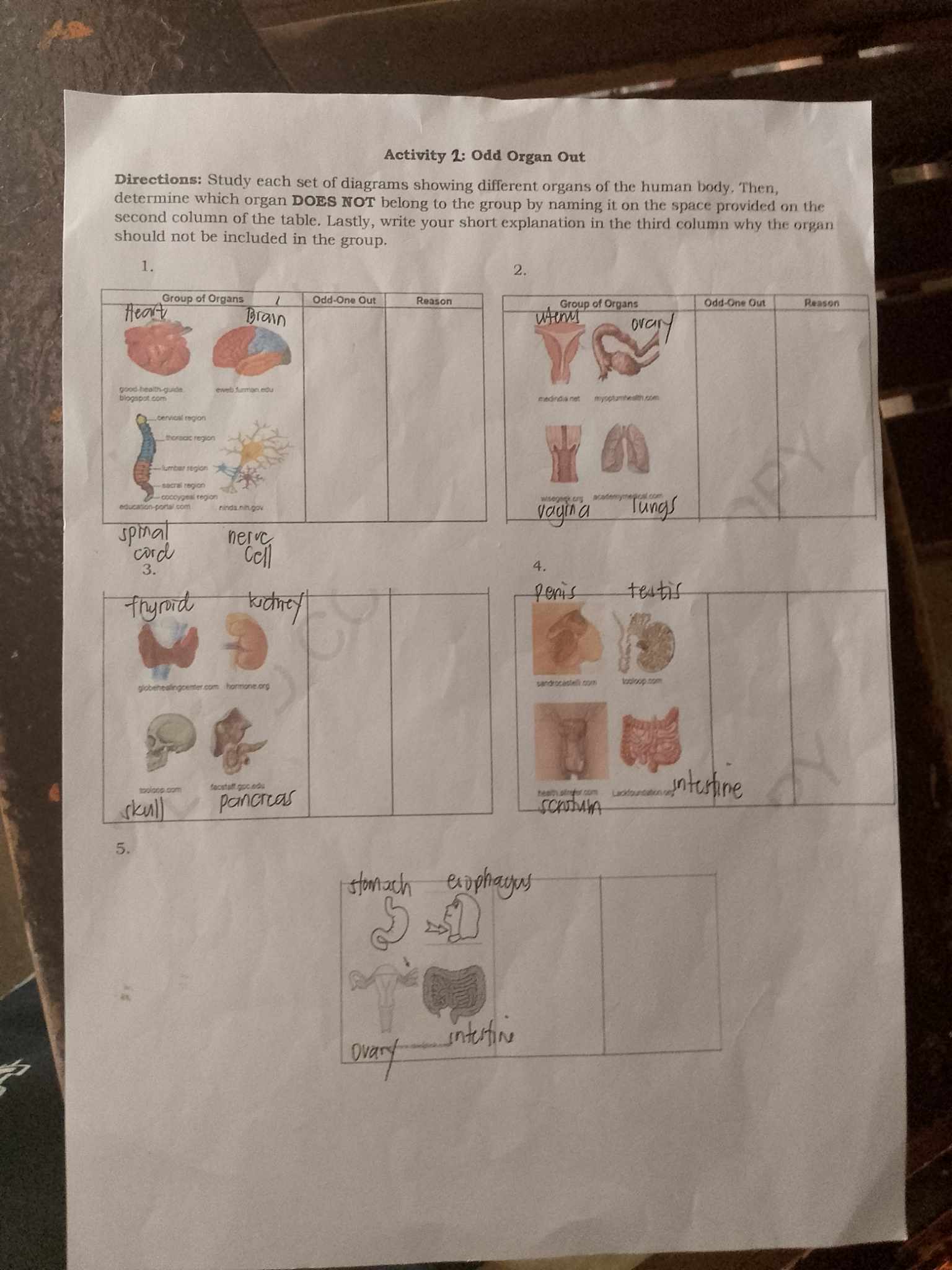 SOLVED: Activity 2: Odd Organ Out Directions: Study each set of diagrams showing different ...