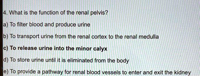 4. What is the function of the renal pelvis? a) To filter blood and ...