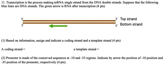 SOLVED: Transcription is the process of making mRNA single strands from ...